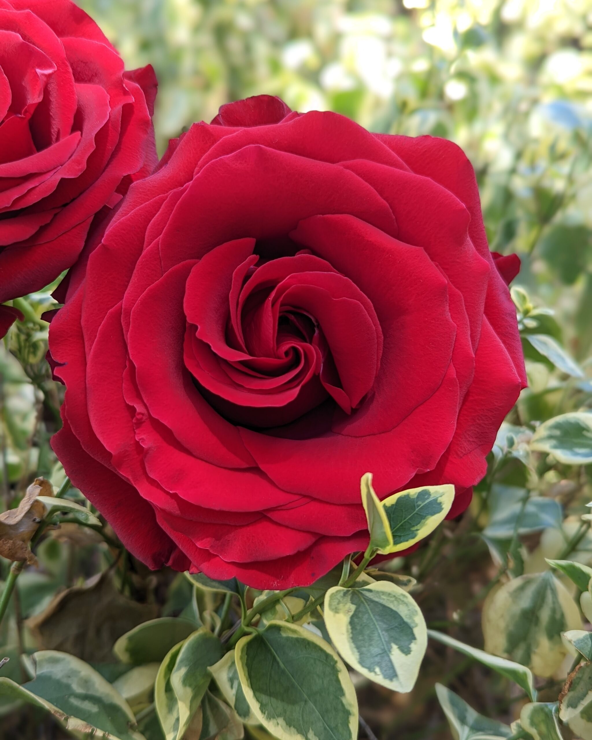 VARIETIES – PS Flowers