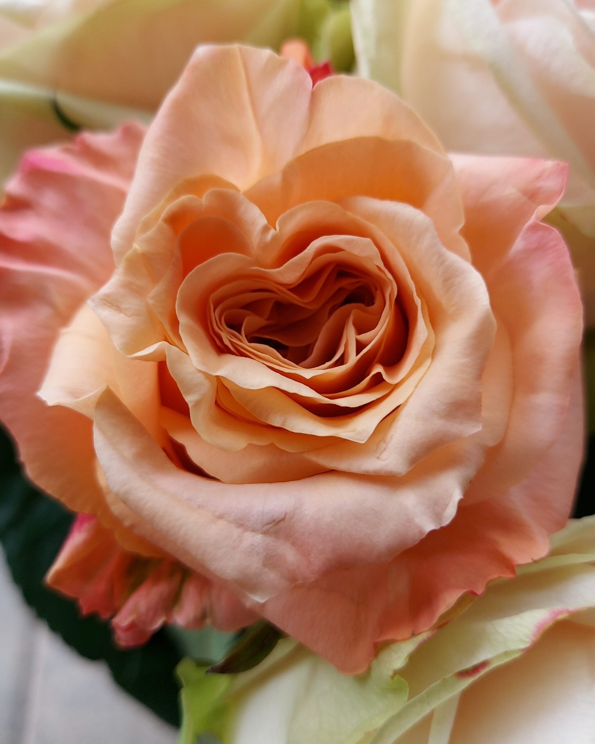 VARIETIES – PS Flowers