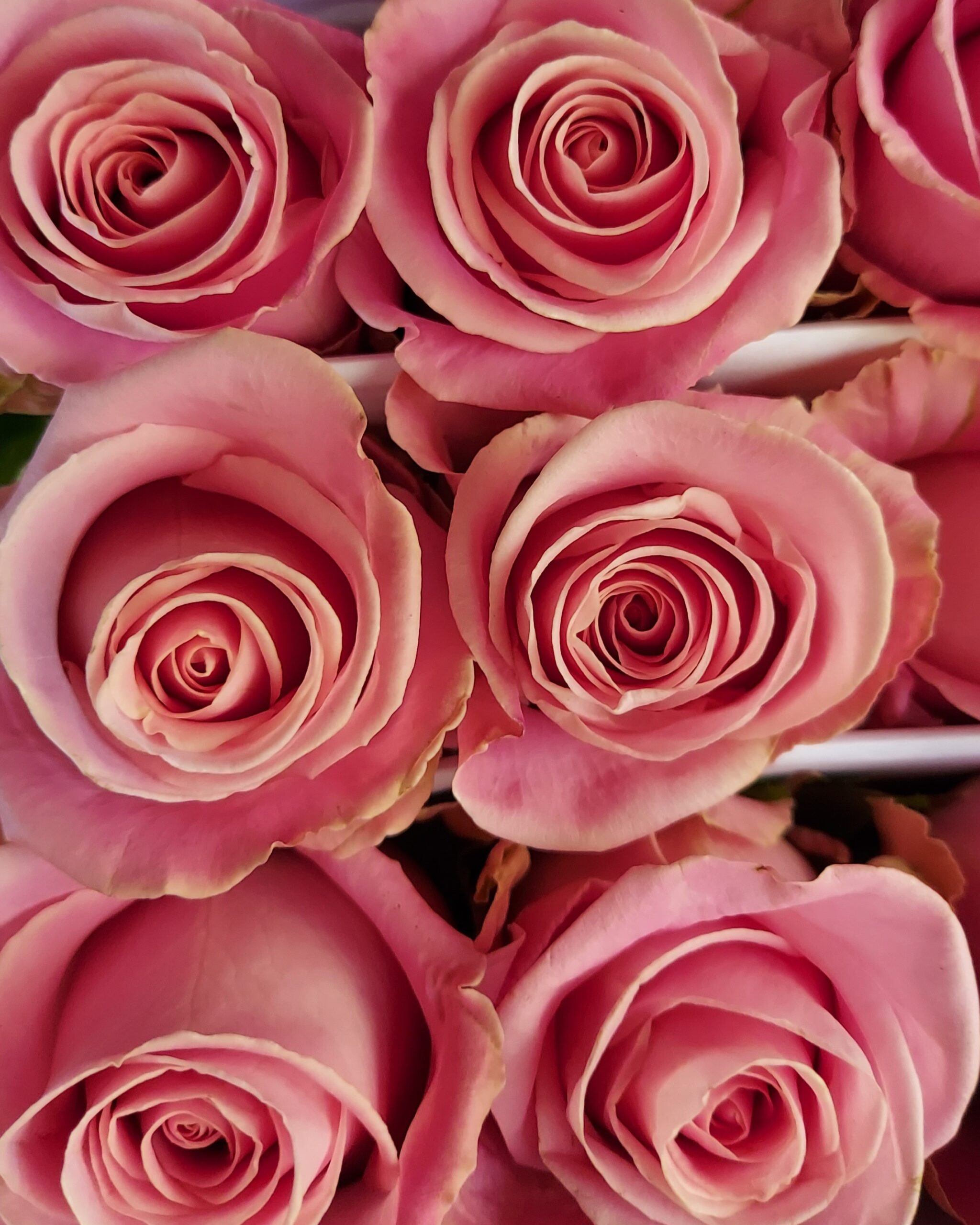 VARIETIES – PS Flowers