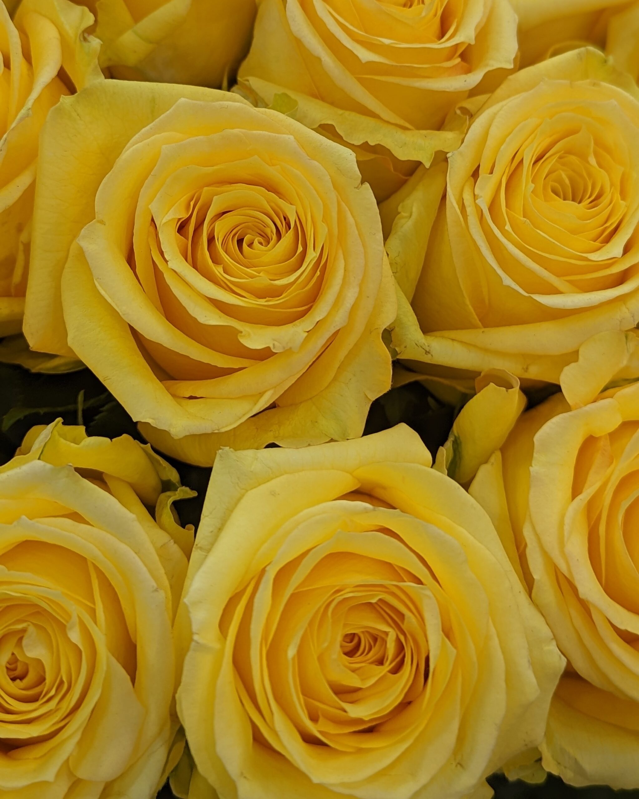 VARIETIES – PS Flowers
